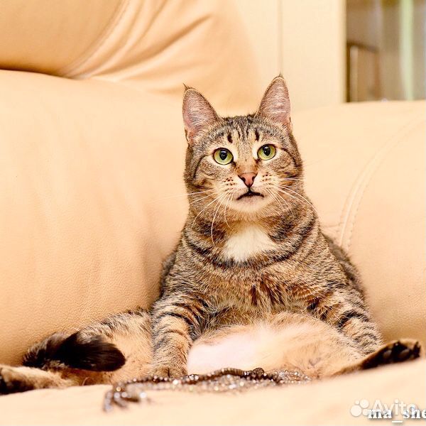 Кошка Кыся в добрые руки