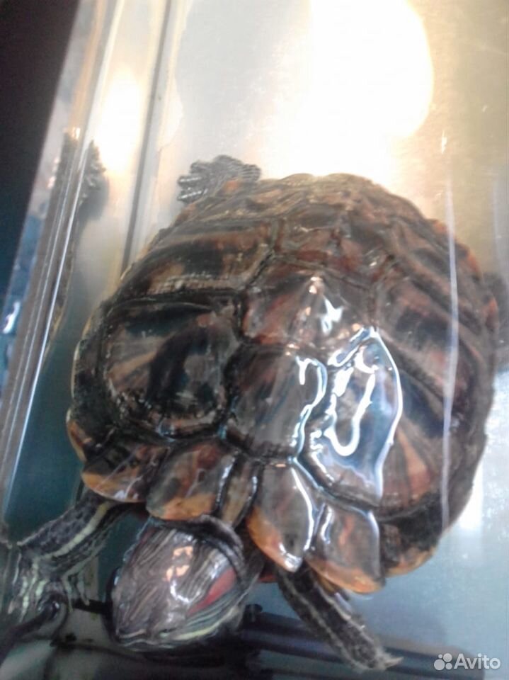 Черепаха красноухая пресноводная