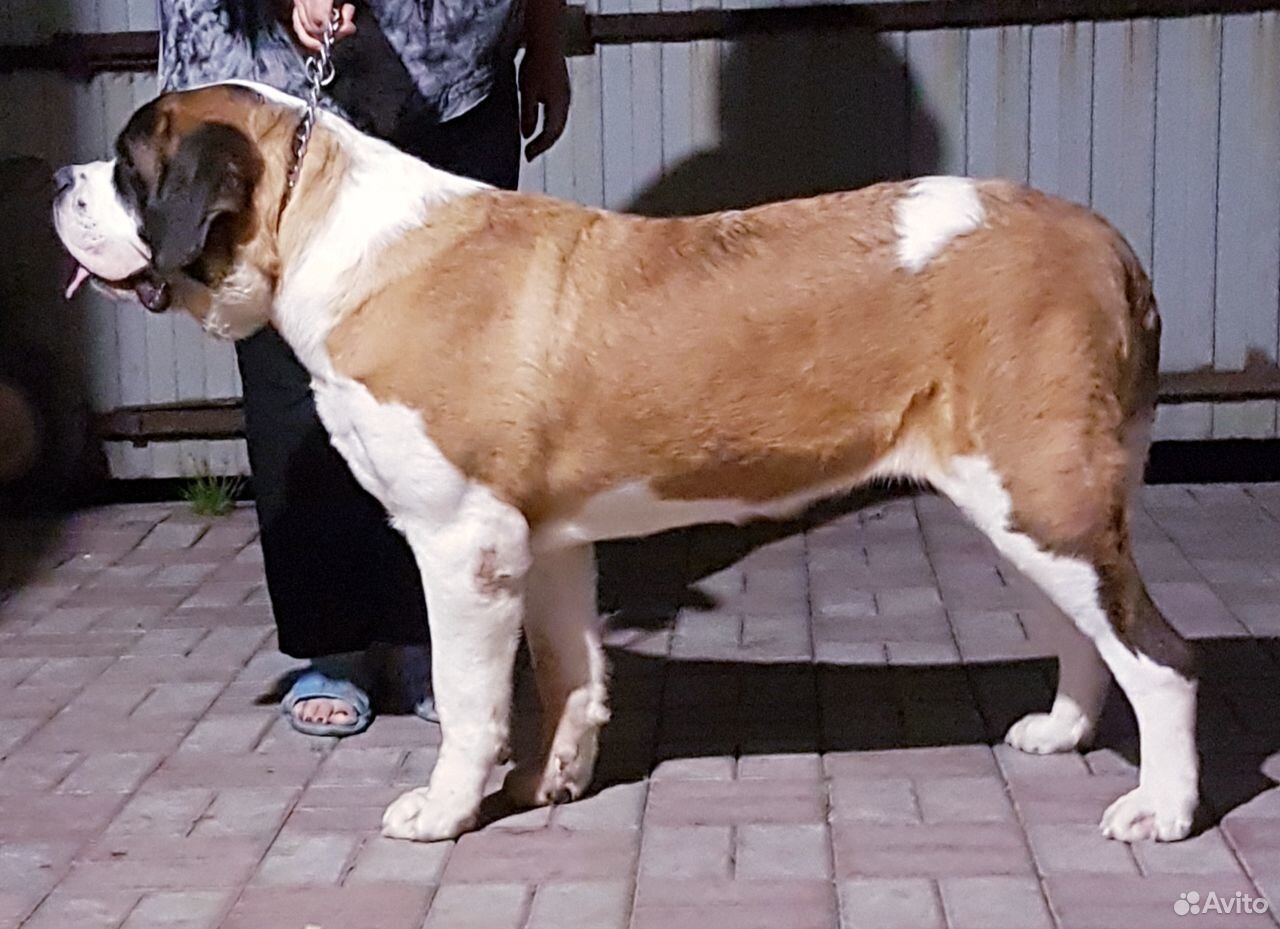 Короткошерстная,породная девочка сенбернара