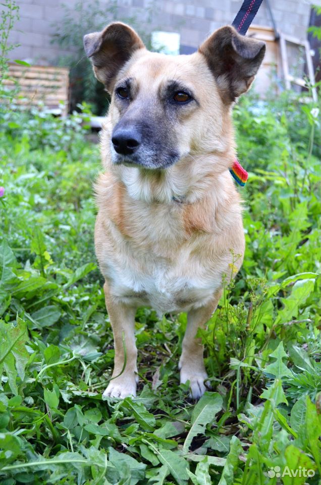 Тяпа девочка, возраст около 1,5-2 лет, короткопола