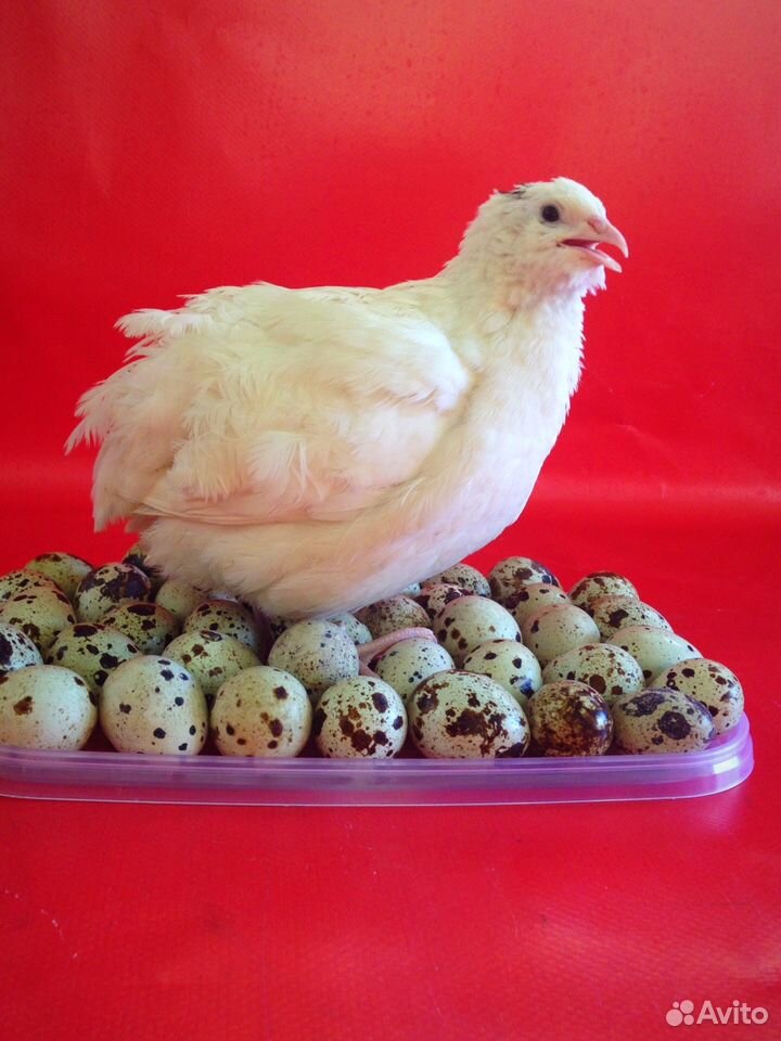 Инкубационное яйцо