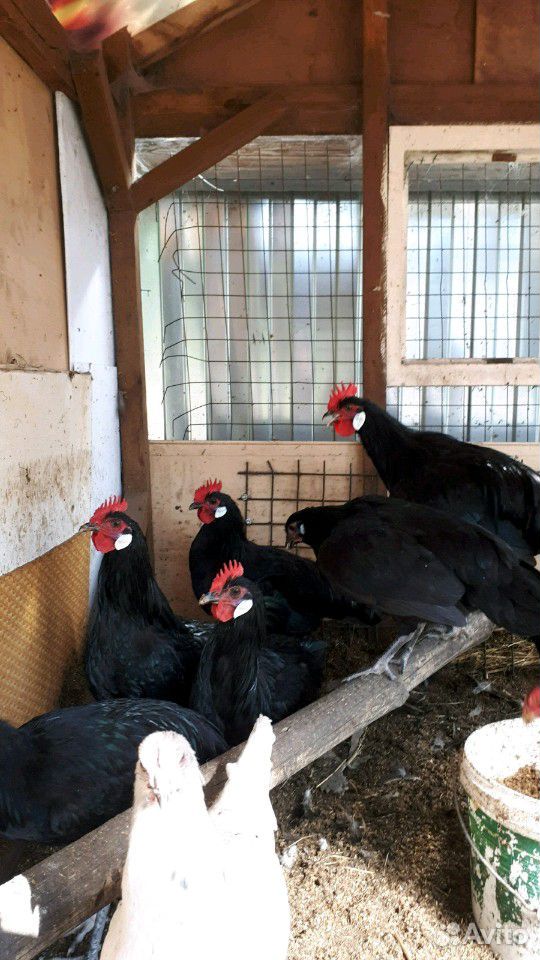 Петухи испанская минорка