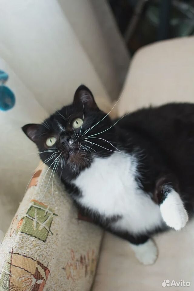 Кот Потап ищет дом