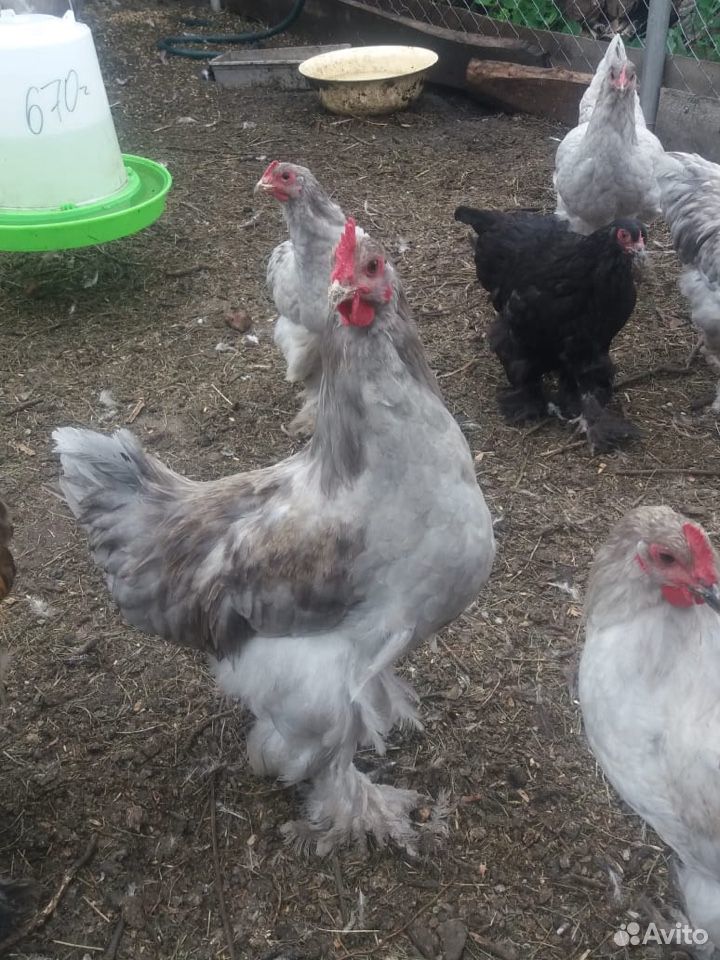 Куры / Петух / Кохинхин голубой