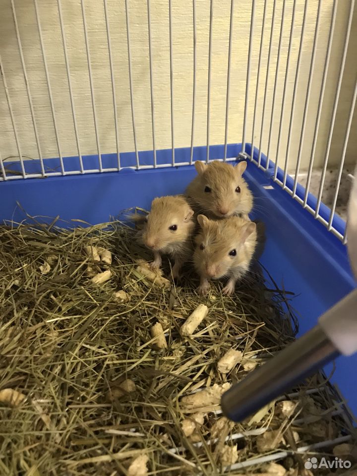 Песчанка