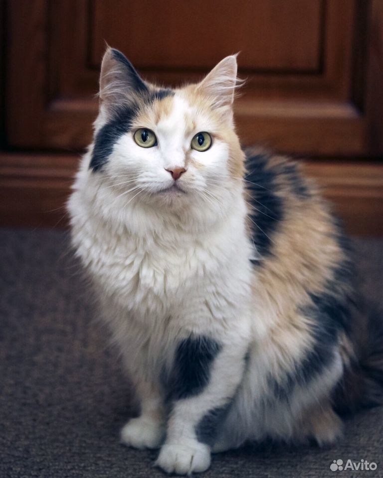 Шарлотта ищет семью