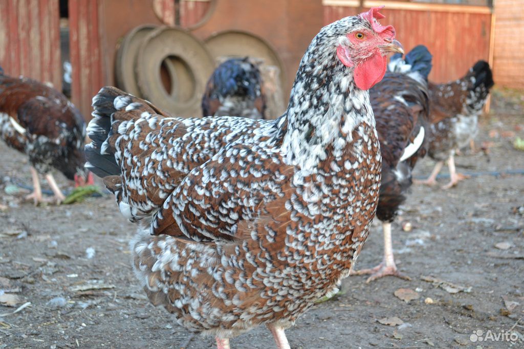 Ливенская ситцевая и орпигтон фарфор