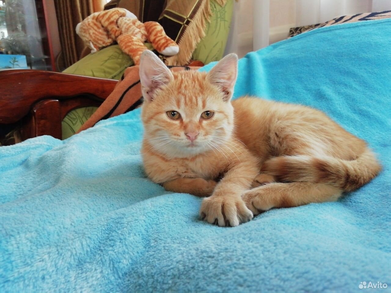 Рыженькая кошечка ищет себе дом