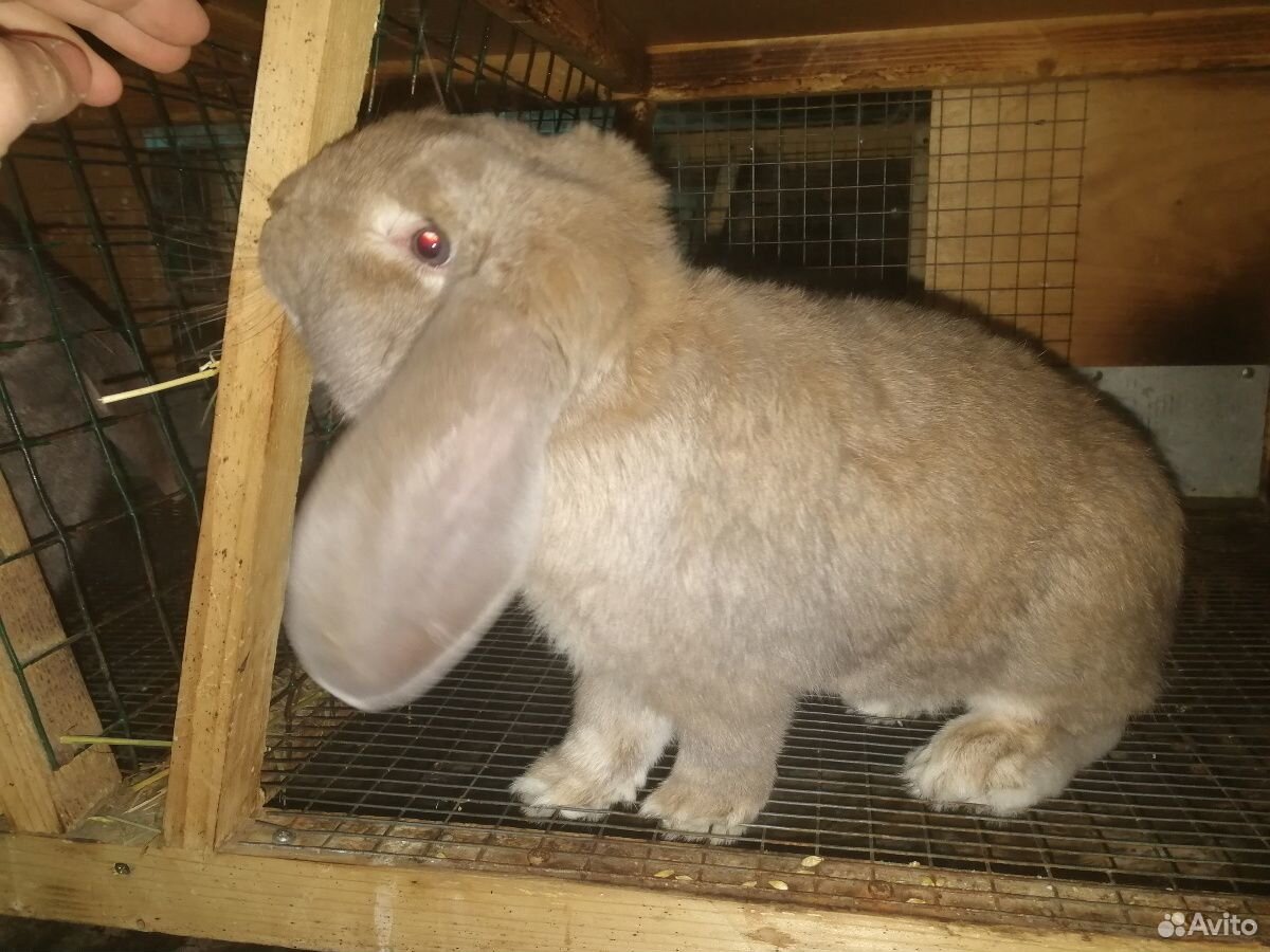 Продам кроликов на мясо и для развода
