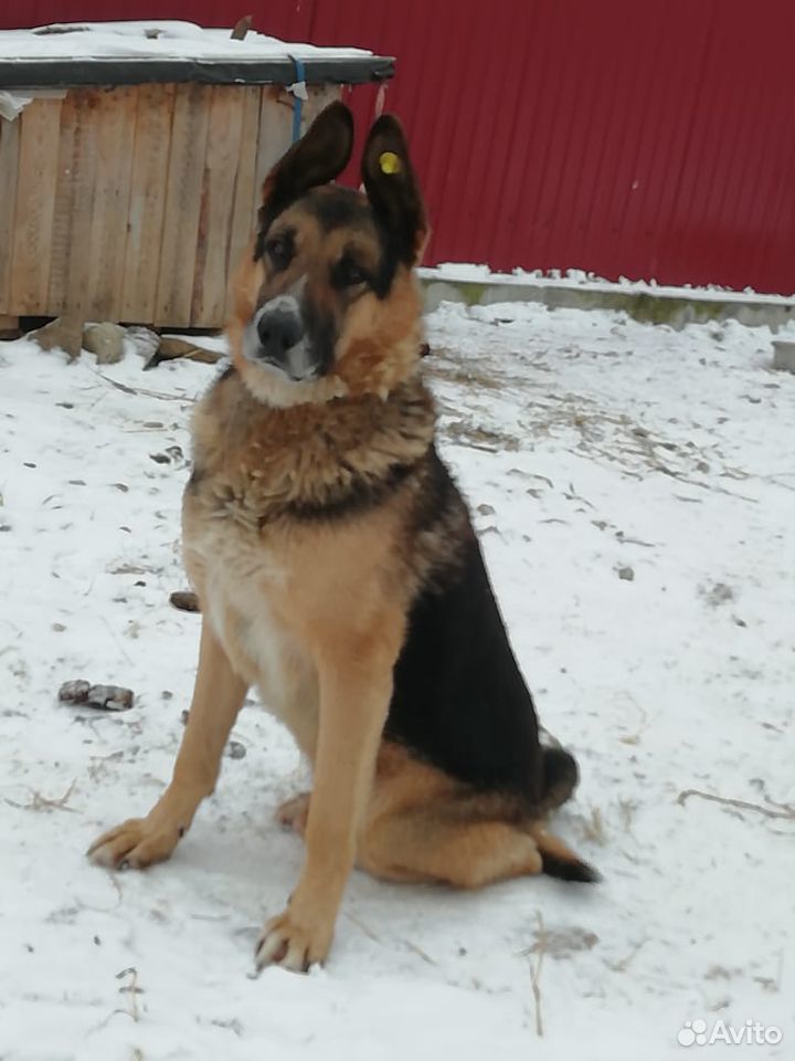 Замечательный пес Балтым в добрые руки