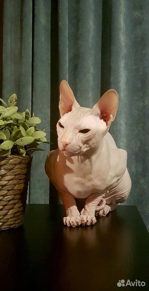 Кот ищет кошку для вязки