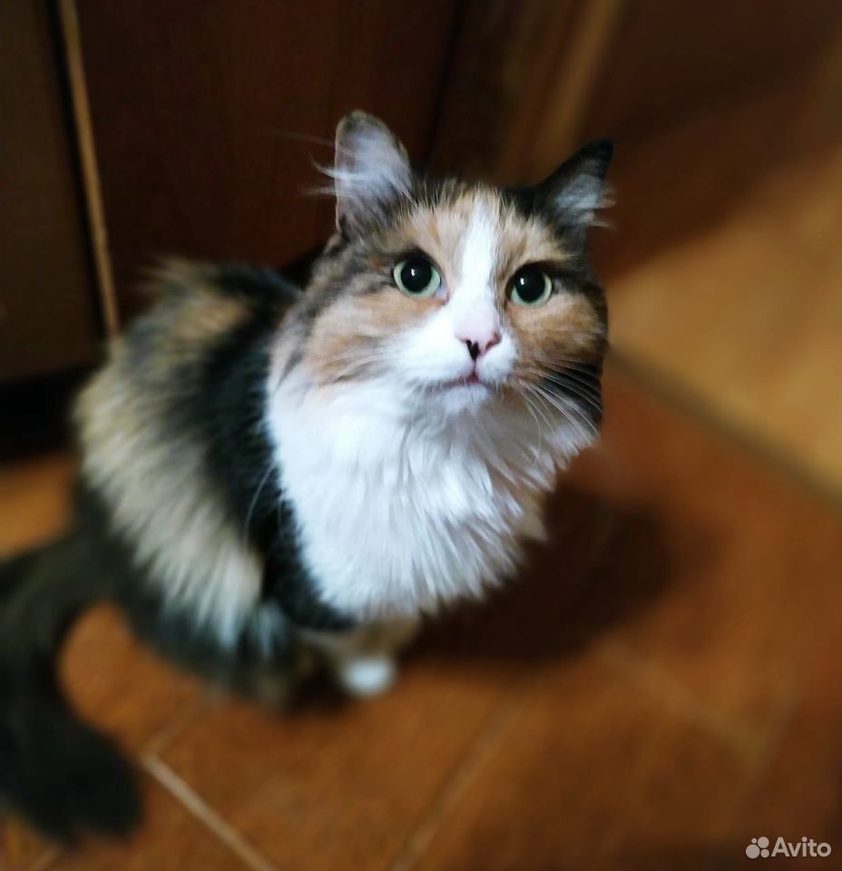 Кошка в добрые руки. Три цвета счастья