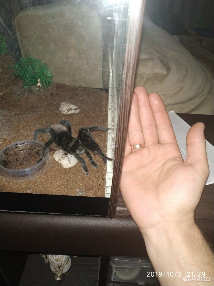 Паук Птицеед