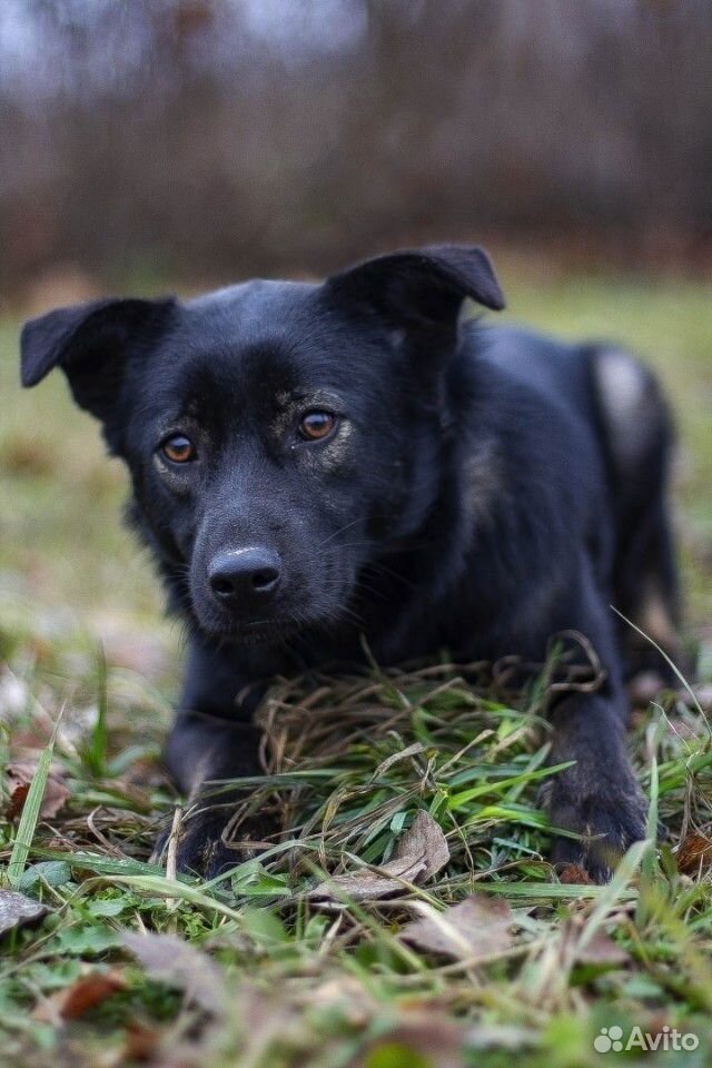 Собака в добрые руки