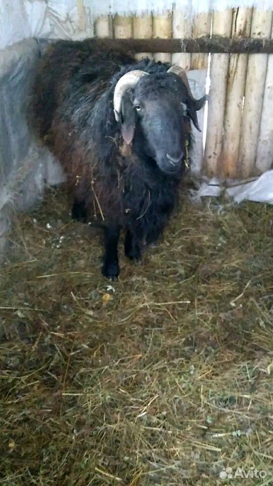 Баран и овцы с ягнятами