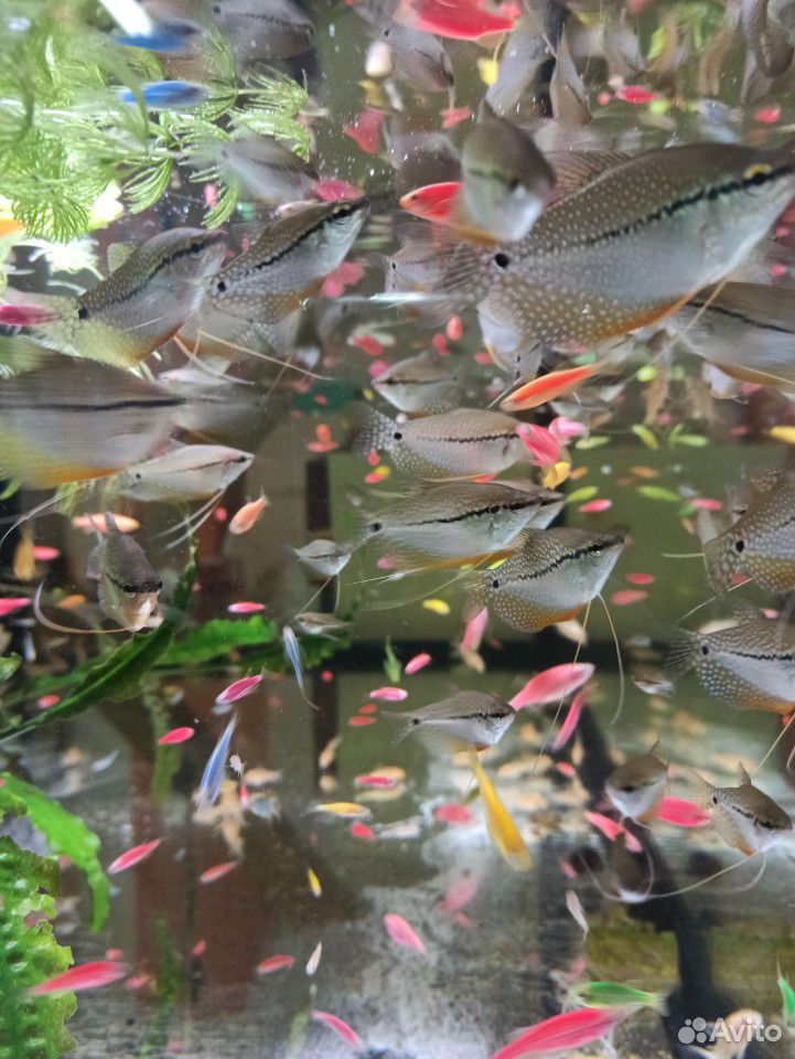 Данио гло, гурами жемчужный