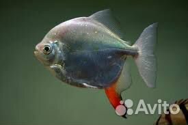 Милеус красноплавничный