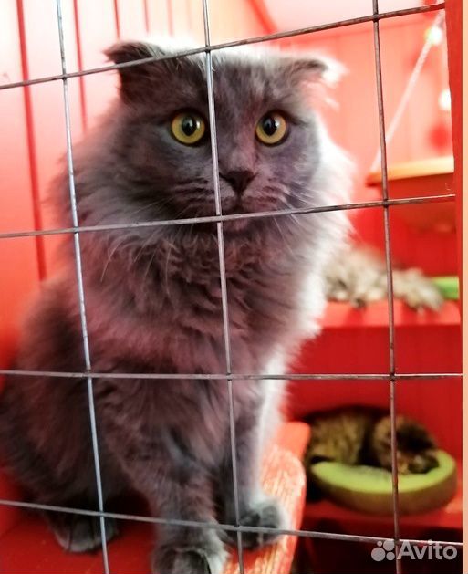 Кошечка Хохлуша, 9 месяцев (из приюта)