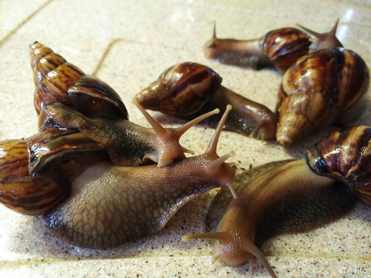 Улитки Ахатины