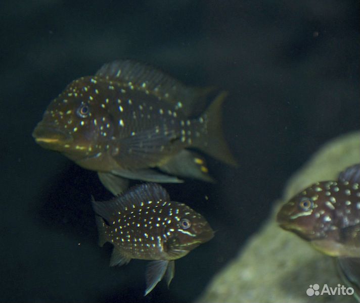 Петрохромисы. Трофеусы. Танганьика