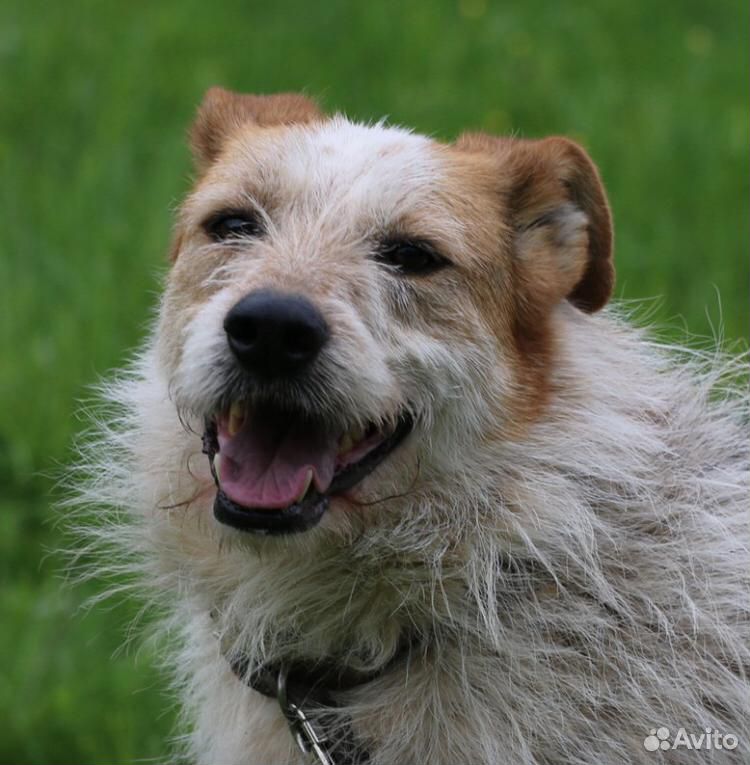 Дженна. Лесной приют