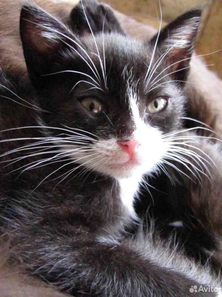 Кошечка в добрые ручки