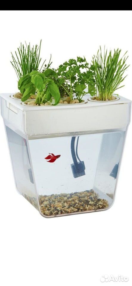 Аквариум (акваферма)