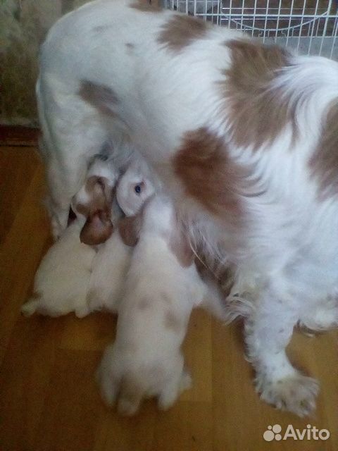 Щенки русского спаниеля