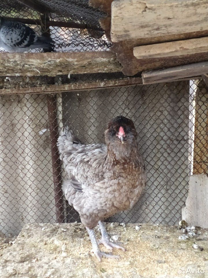 Гергебельская порода кур