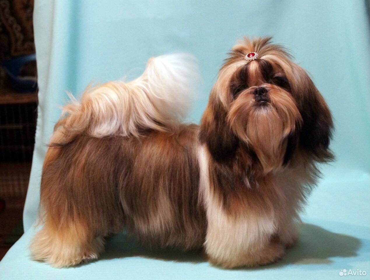 Маленькая девочка ши-тцу