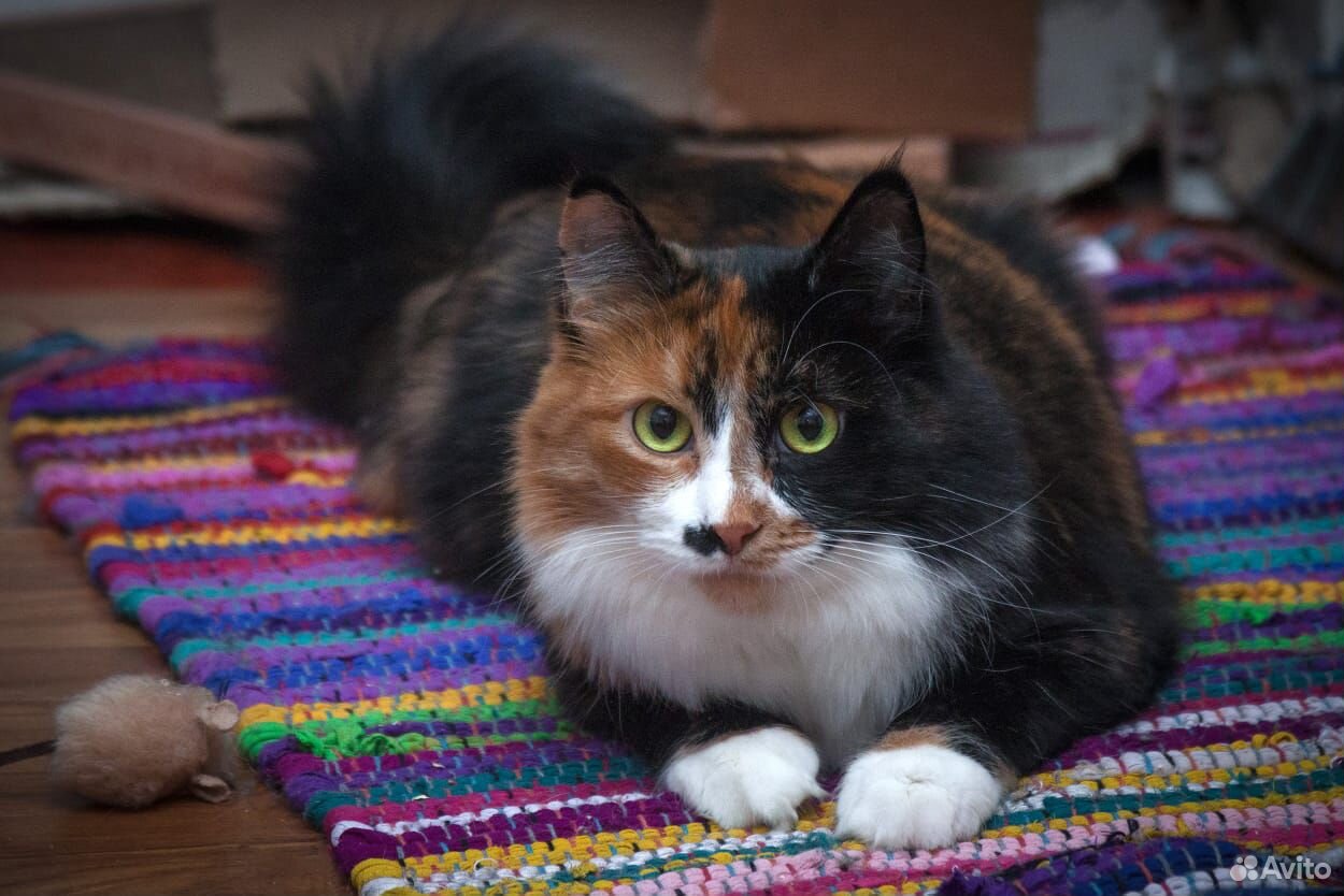 Ляля в добрые руки