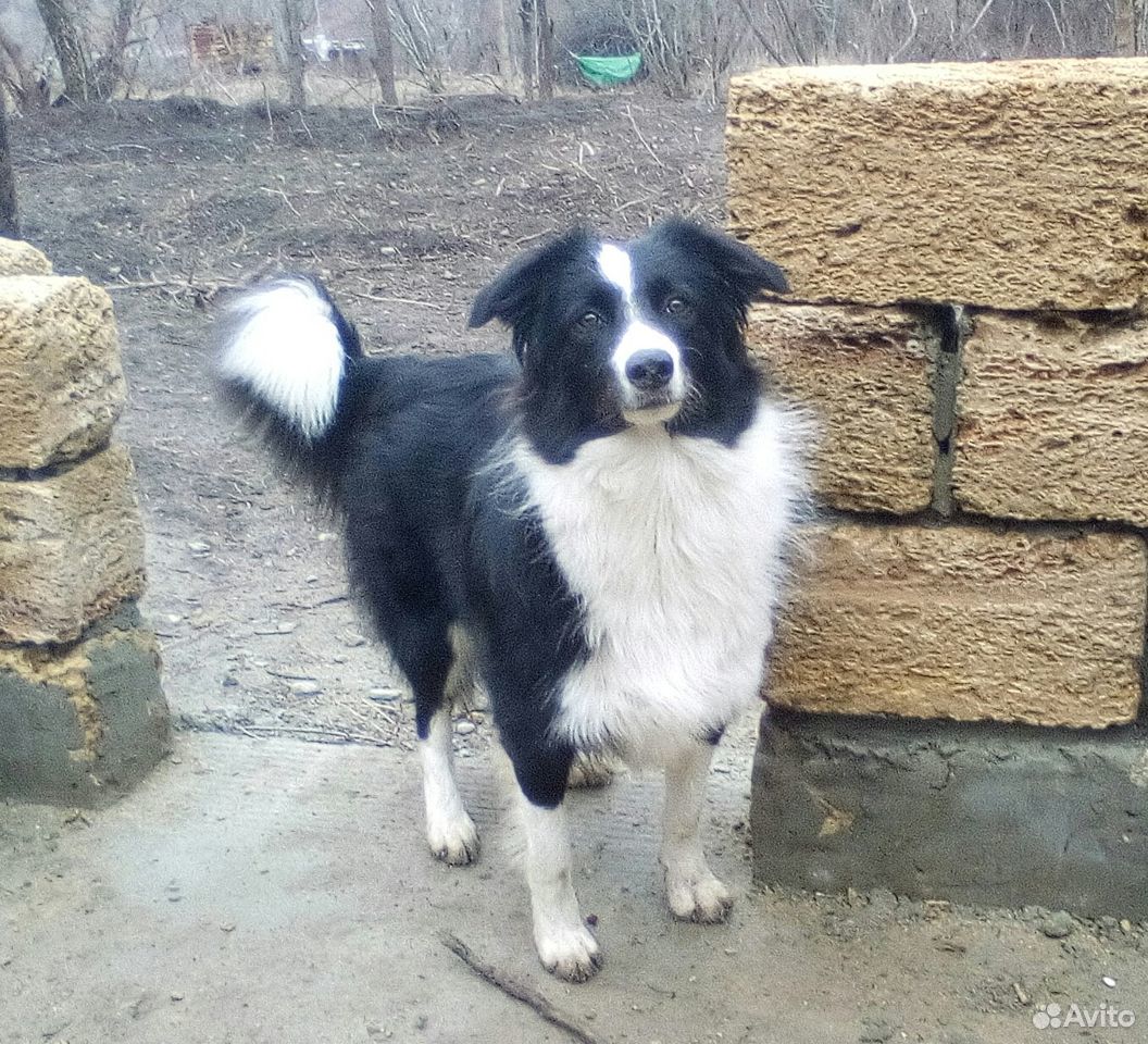 Бордер Колли ищем Кобеля