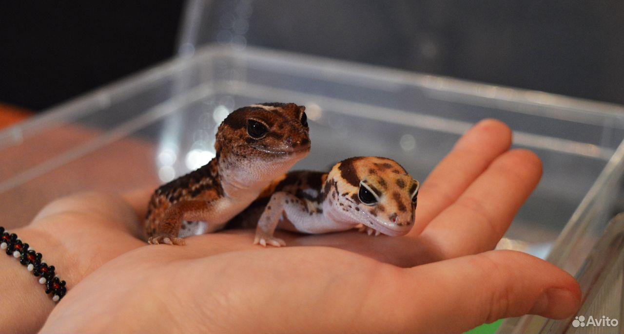 Гемитекониксы