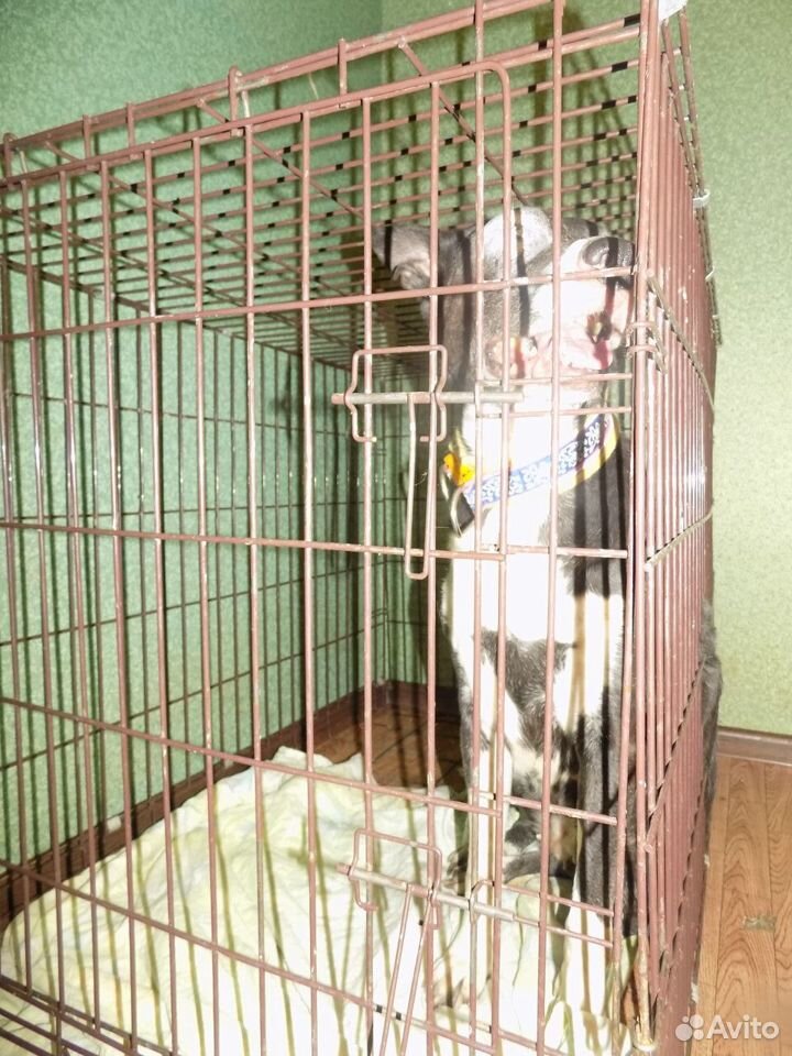 Отдам собаку