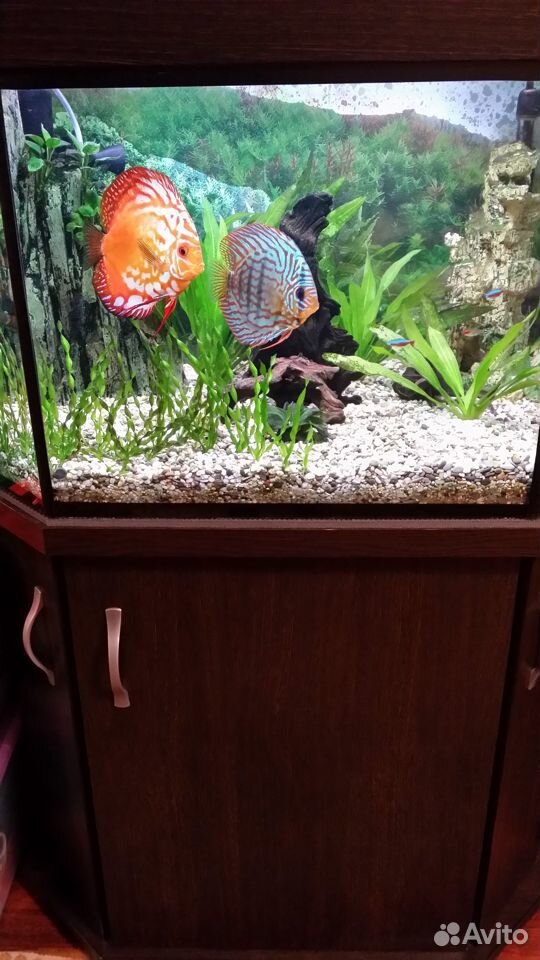 Аквариумный комплекс