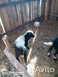 Барашки на племя