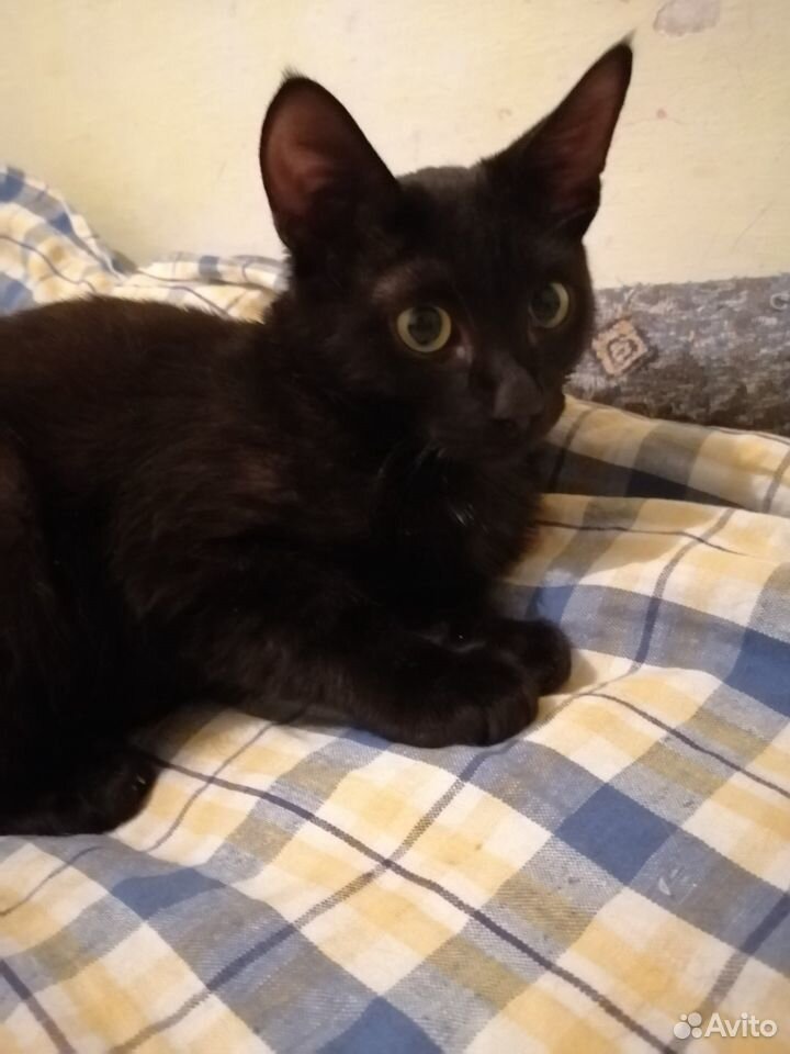 Котик Каро