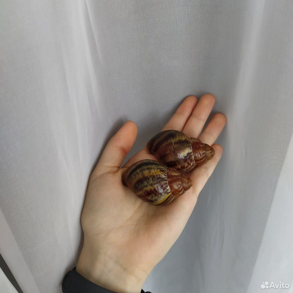 Улитки разных видов