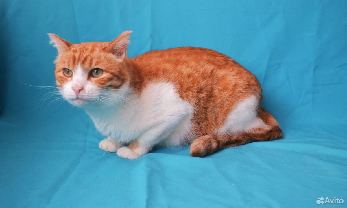 Котик Василий ищет дом