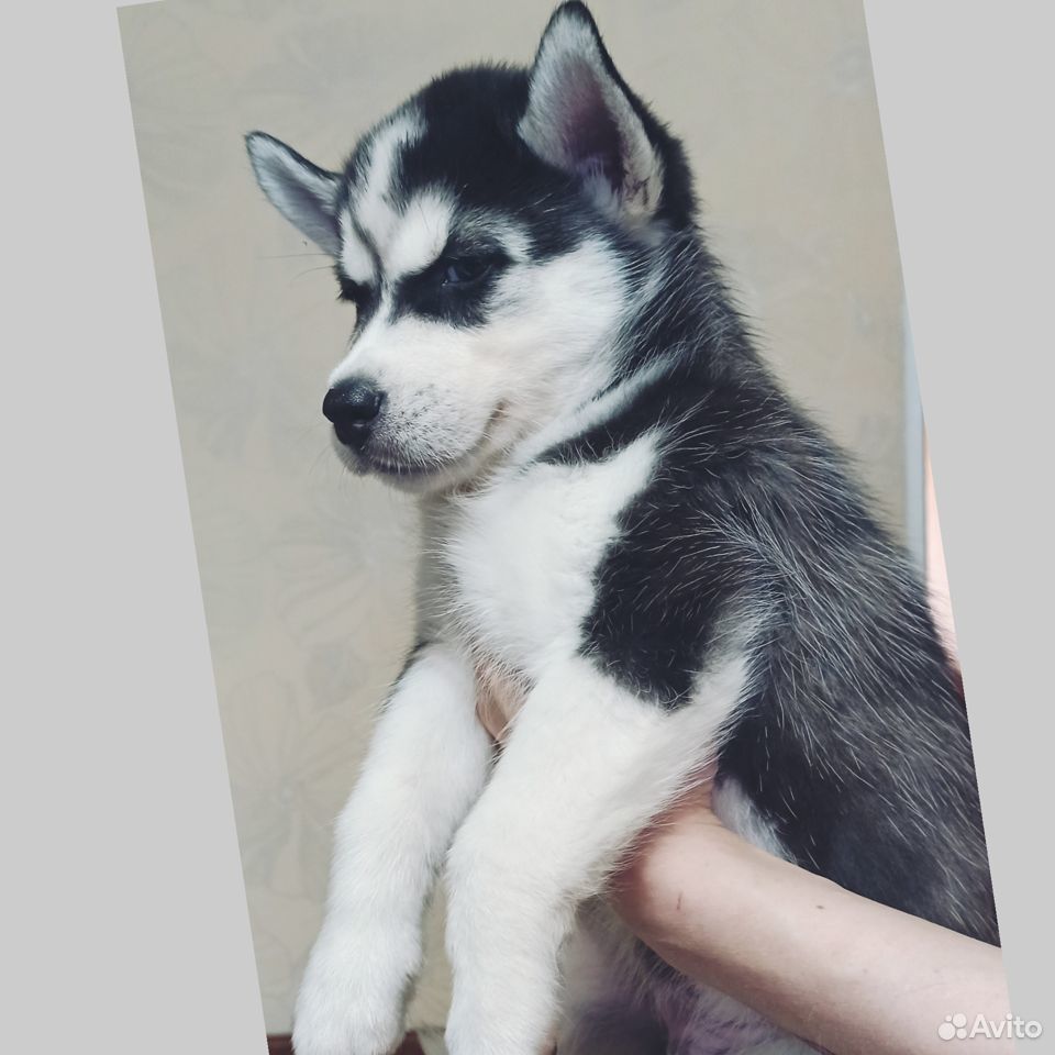 Чистокровные хаски