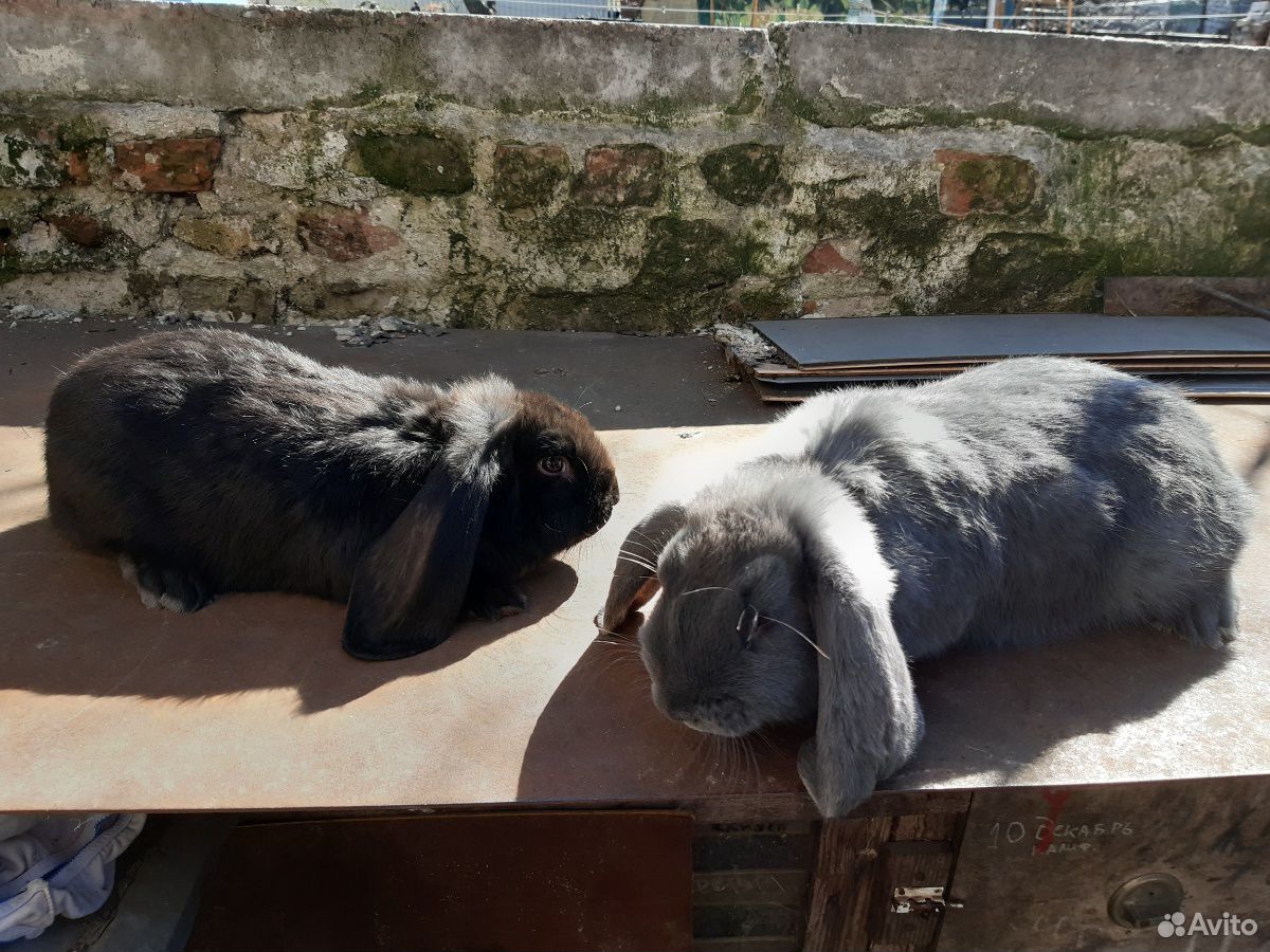 Самцы на племя