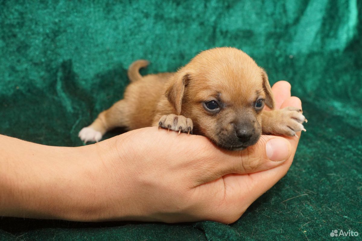 Очаровательные тойчики