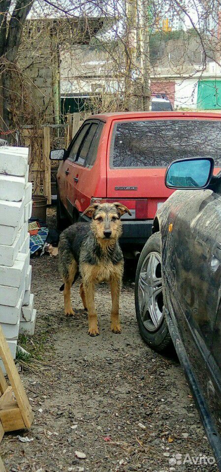 Собака