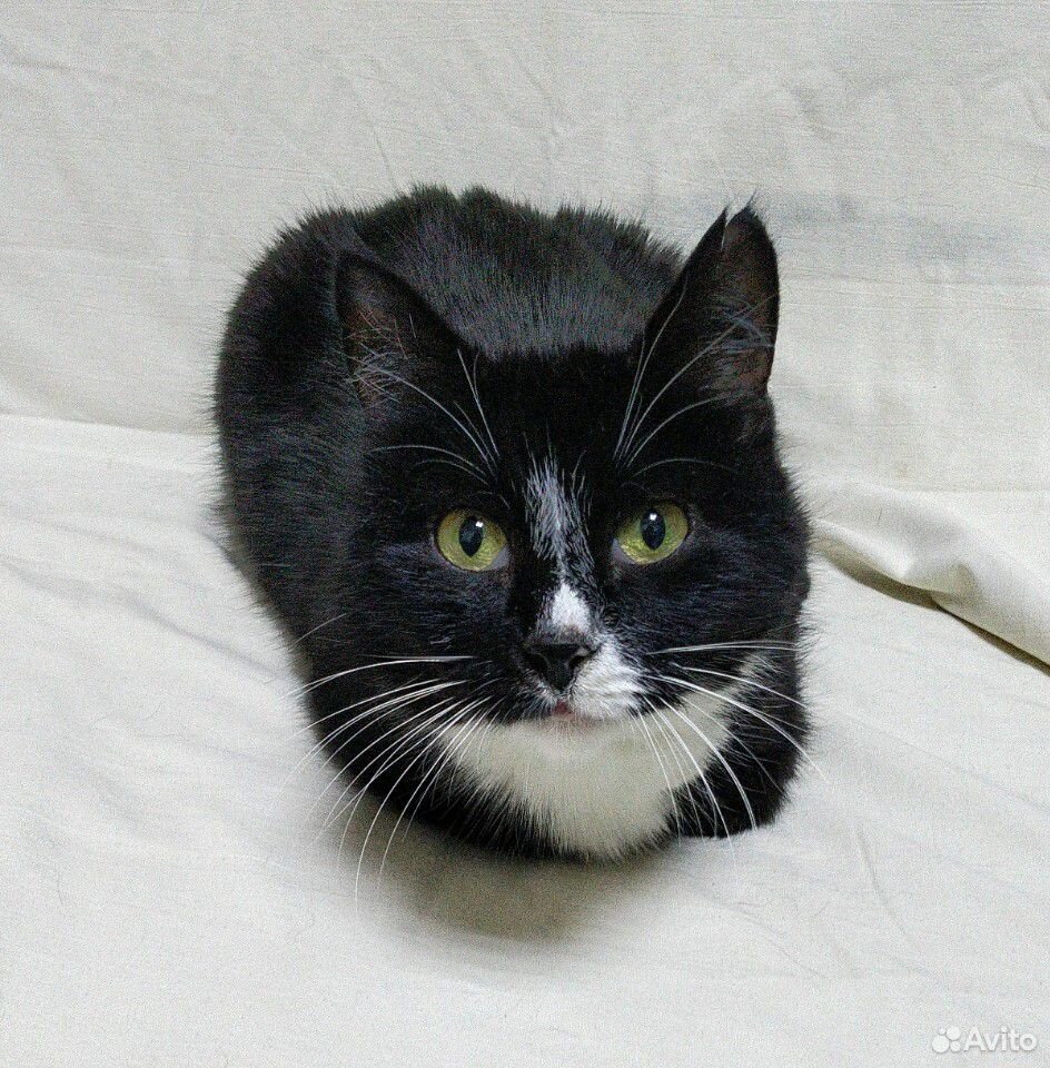 Мегаласковая стерилизованная кошка