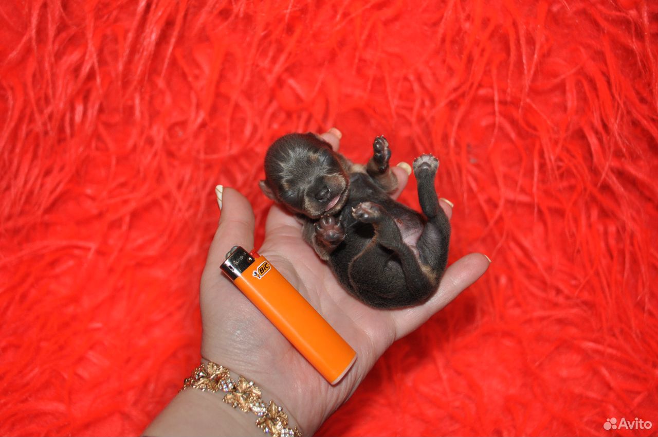 Щеночки той-терьер. Резерв. Выбор малышей есть