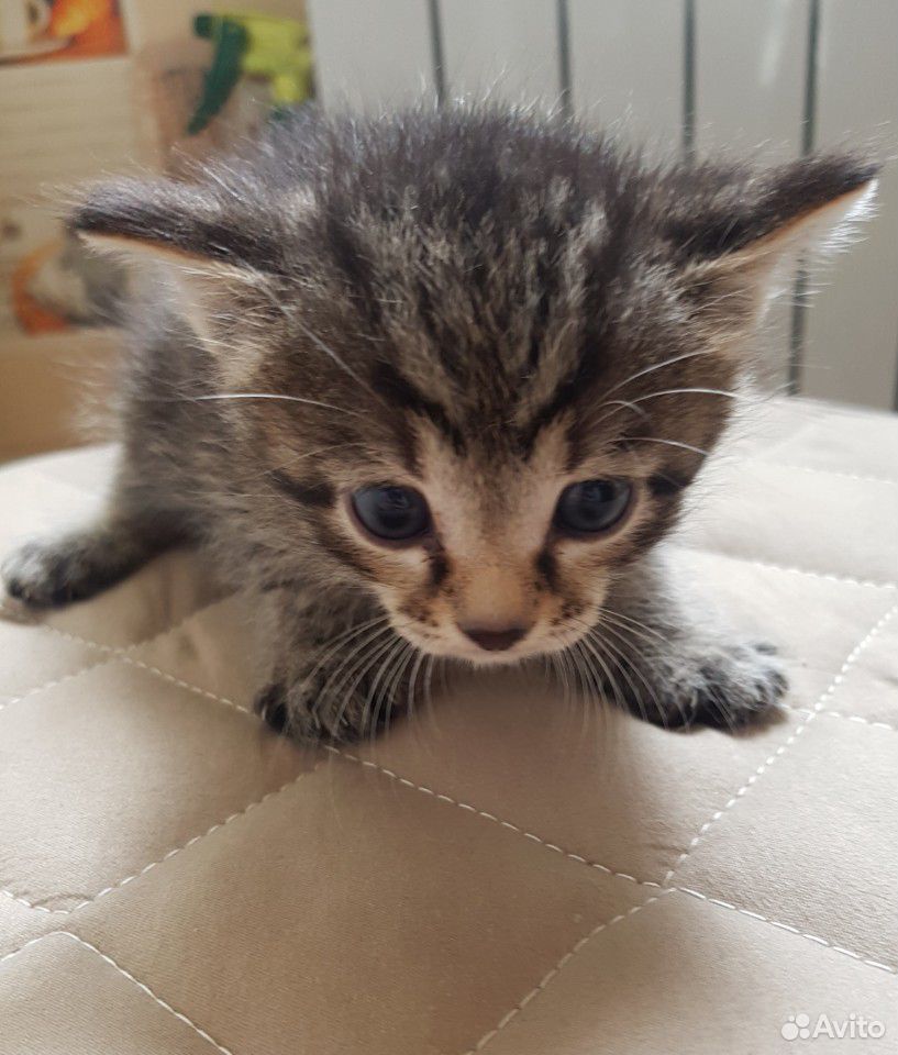 Кошка
