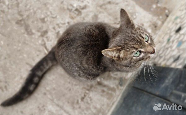 Котик в дар