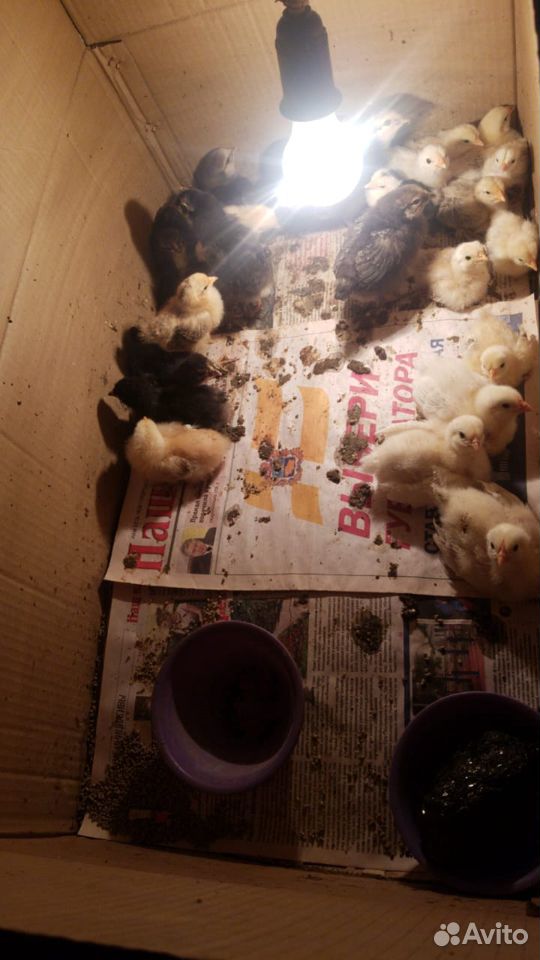 Цыплята подрощенные и взрослые петушки