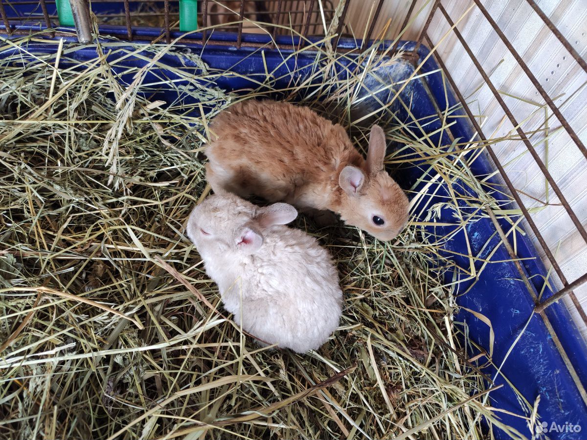 Карликовые кролики, рэксы