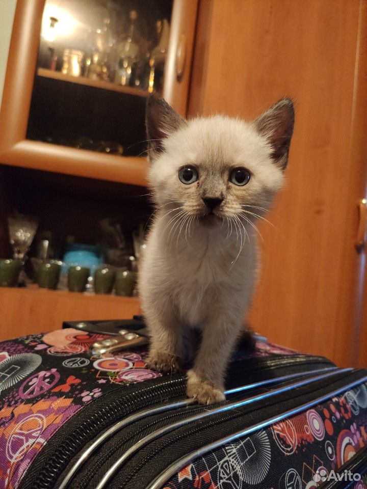 Кошечка метис